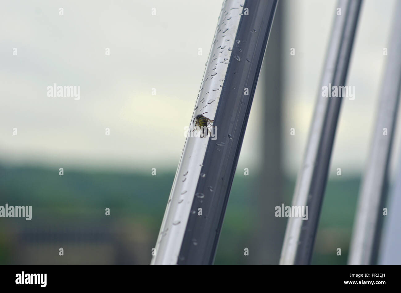 A bee is walking up a silver window frame, which runs diagonally. Rain ...
