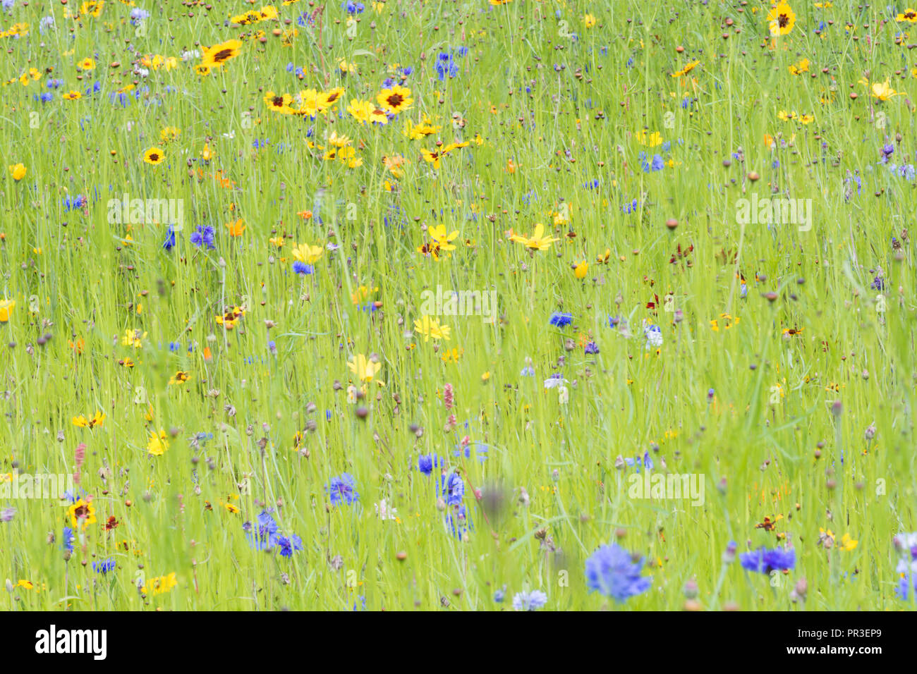 Dreamy flower meadow Stock Photo - Alamy
