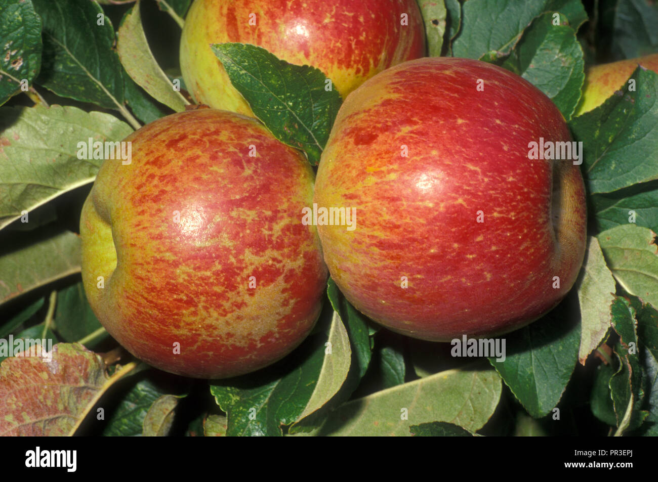 RUSSETTING ON APPLE CAUSED BY POWDERY MILDEW, ALSO ON NEW LEAVES ...