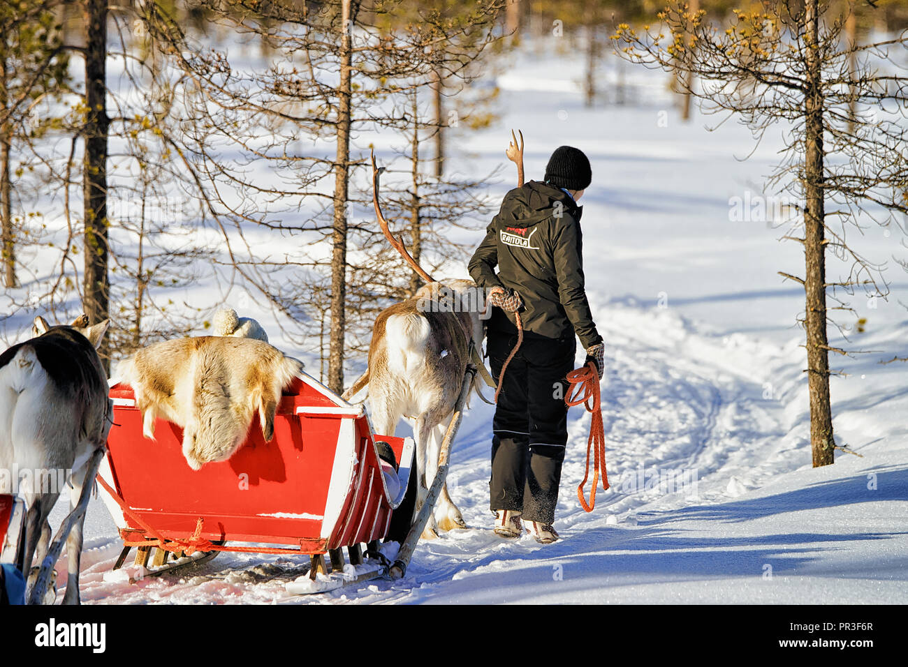 Rovaniemi, Finland - March 5, 2017: Reindeer Sled Safari Ride at Winter ...