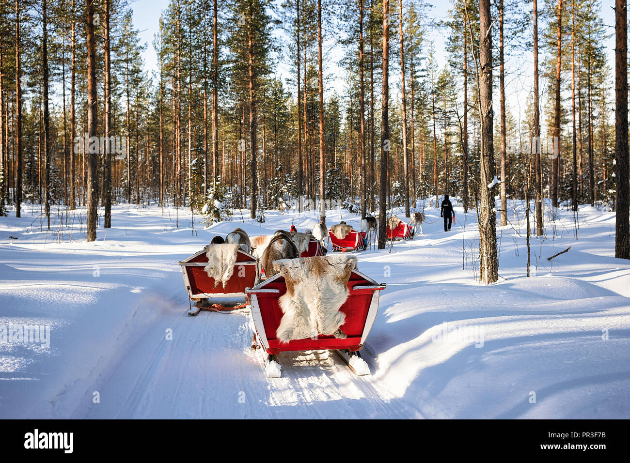 Rovaniemi, Finland - March 5, 2017: Reindeer Sledding Safari Ride in ...