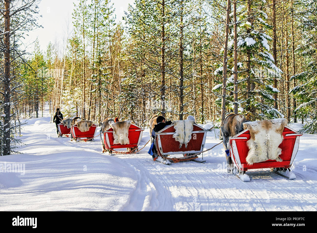 Rovaniemi, Finland - March 5, 2017: Reindeer Sledding Safari Ride in ...