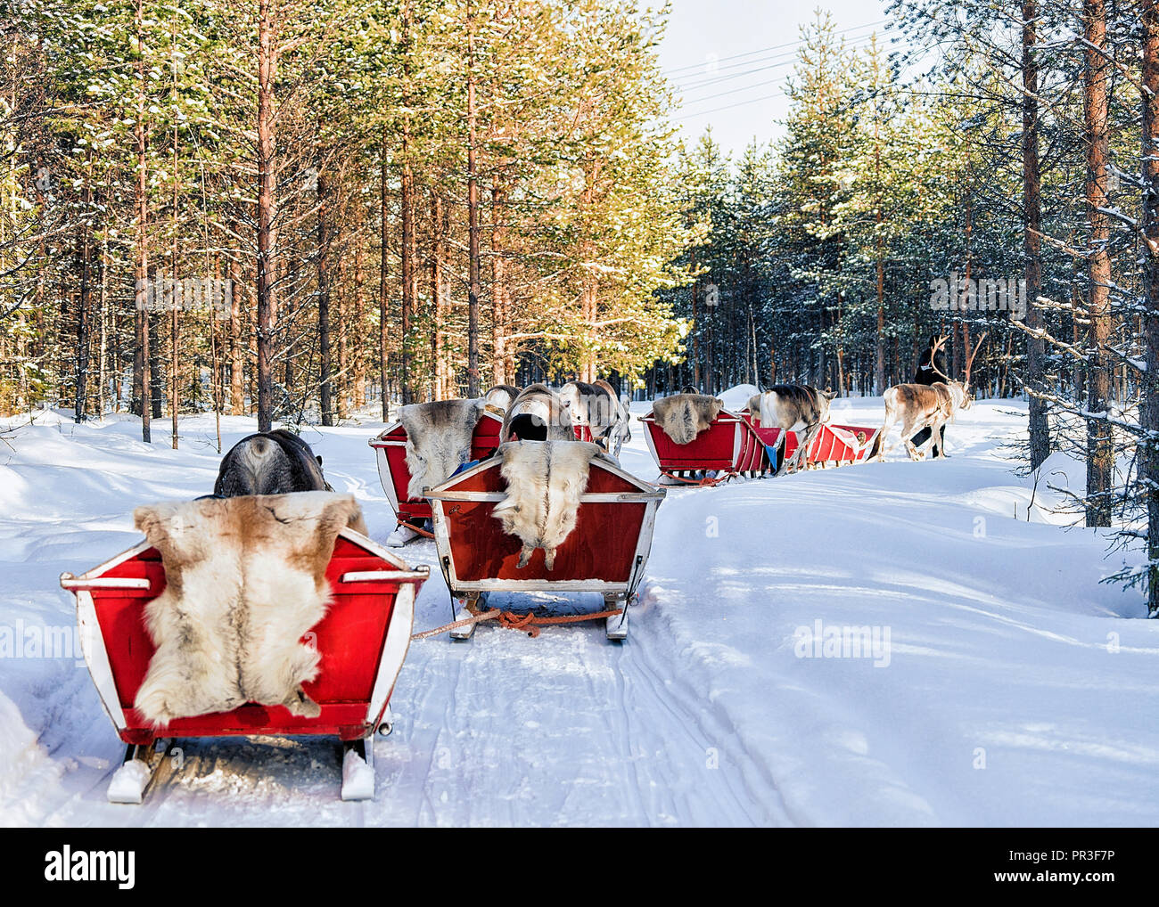 Rovaniemi, Finland - March 5, 2017: Reindeer Sledge Safari Ride in ...