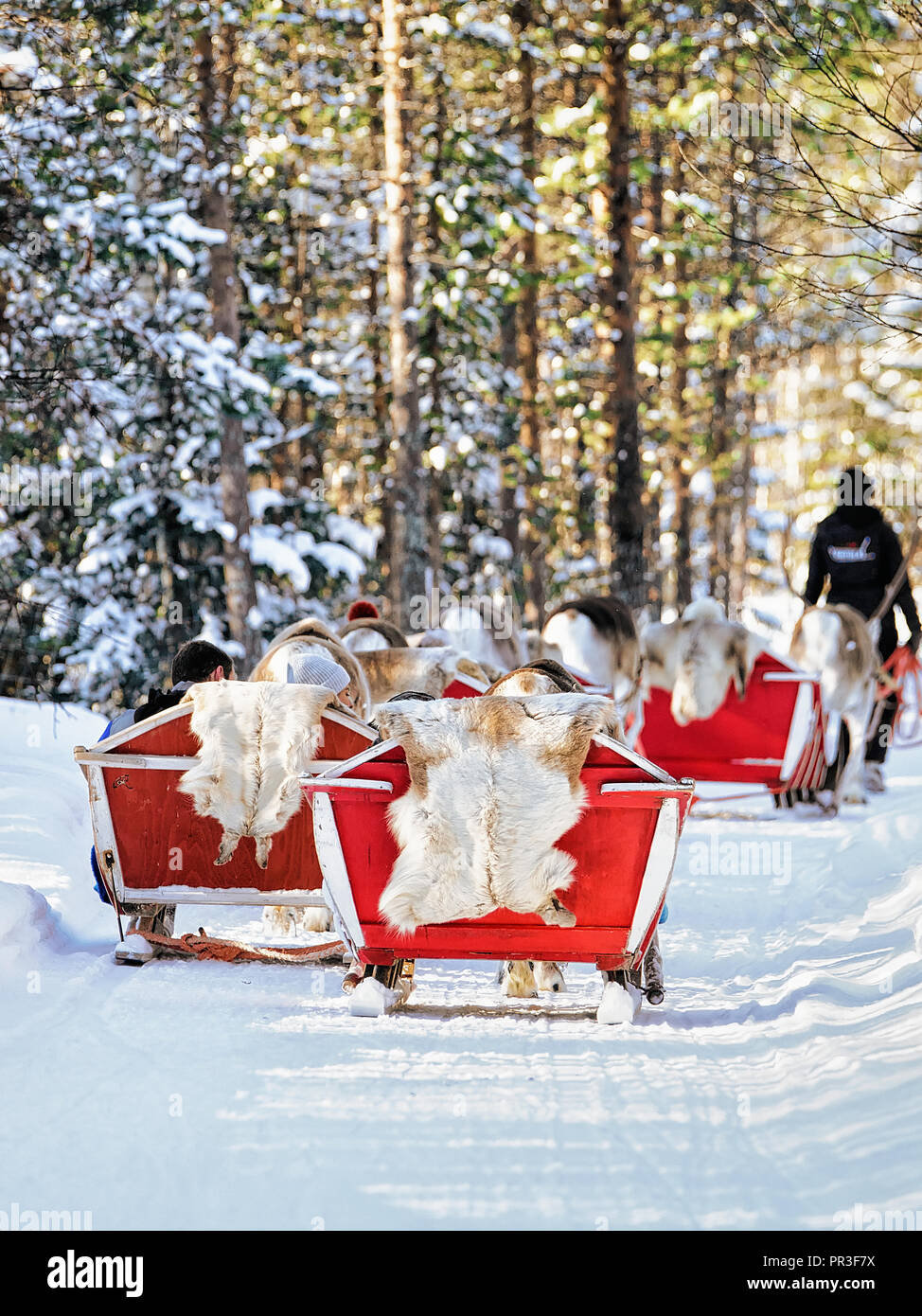 Rovaniemi, Finland - March 5, 2017: Reindeer Sledge Safari Ride in ...