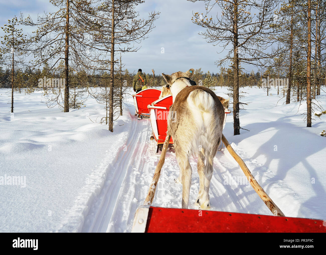 Rovaniemi, Finland - March 3, 2017: Reindeer Sledge Safari Ride, Winter ...
