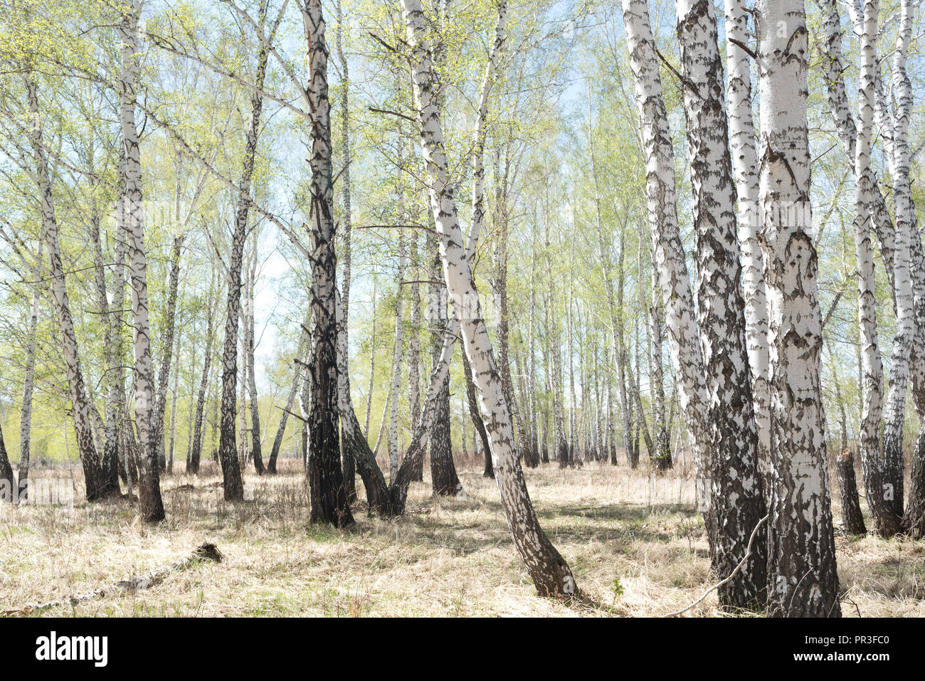 Spring birch forest Stock Photo - Alamy
