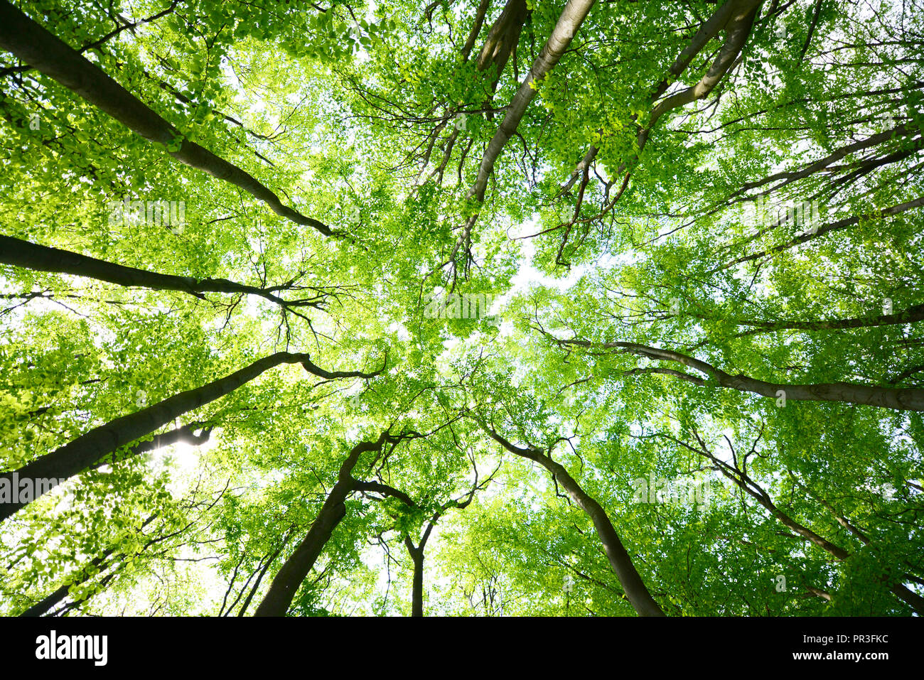 Light canopies hi-res stock photography and images - Alamy