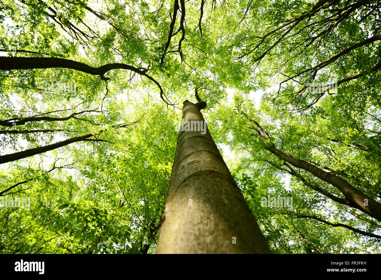 Tree canopies hi-res stock photography and images - Alamy