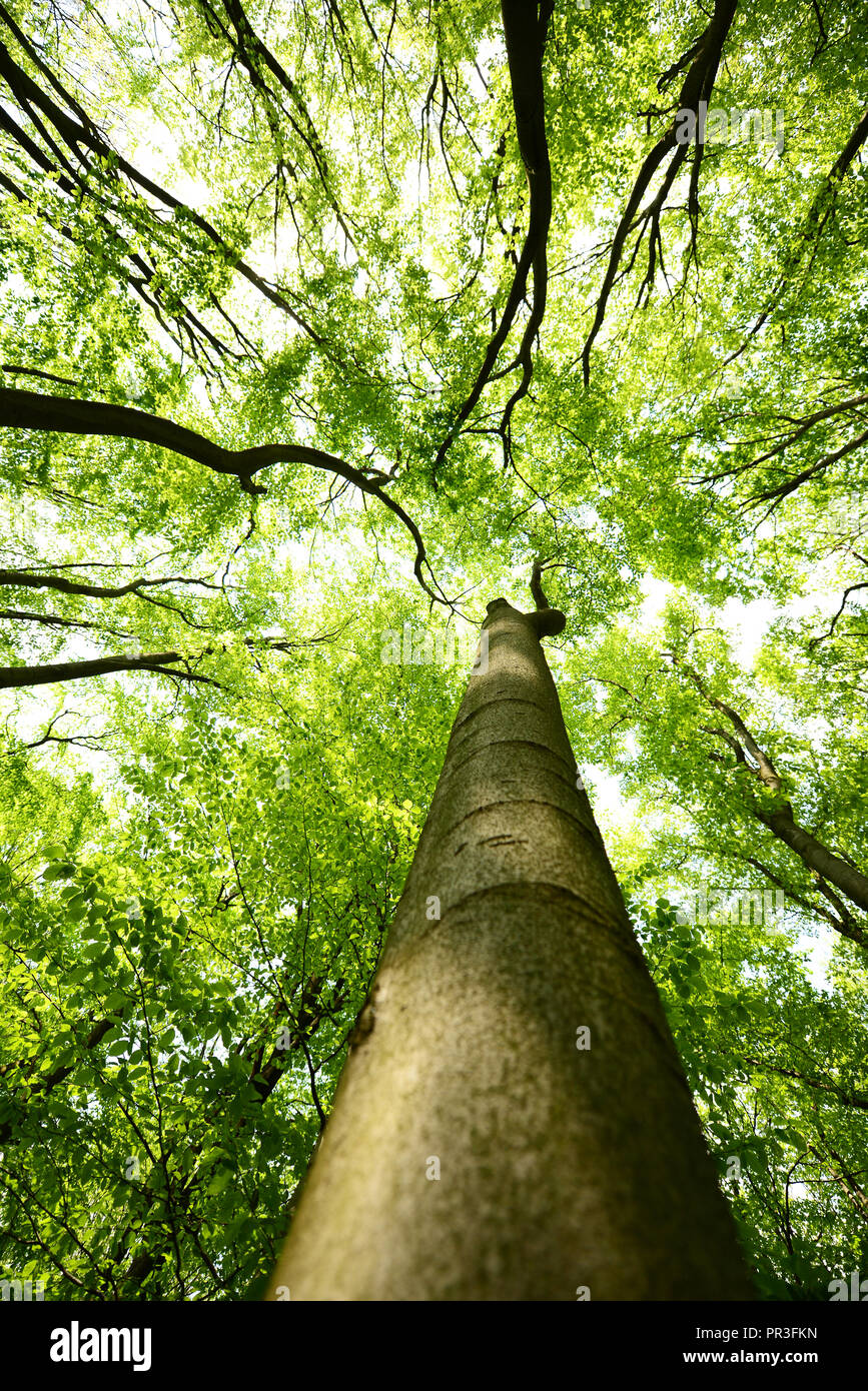 Tree canopies hi-res stock photography and images - Alamy
