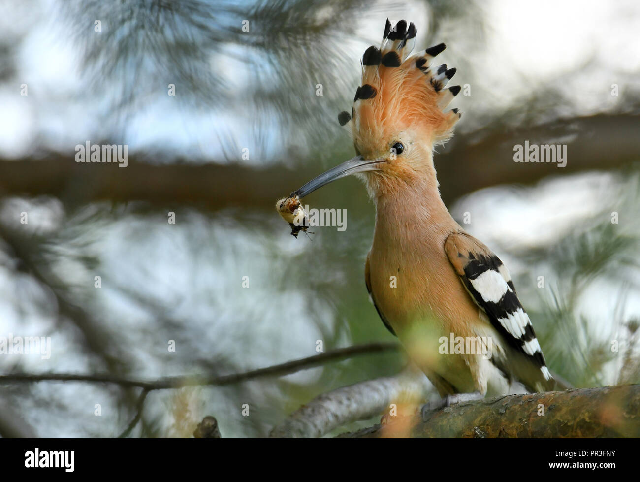 Eurasian Hoopoe or Common hoopoe (Upupa epops Stock Photo - Alamy