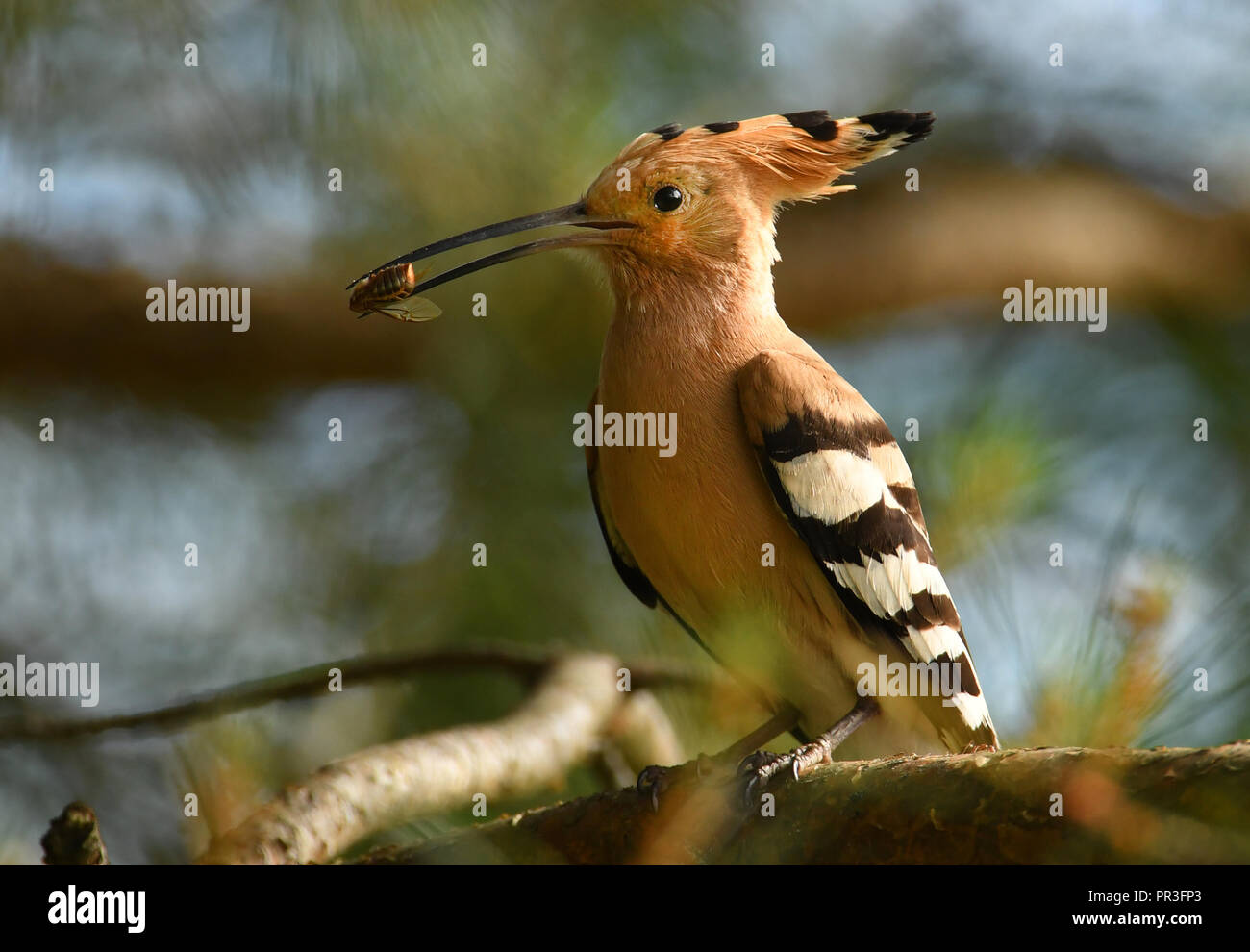 Tereus hi-res stock photography and images - Alamy