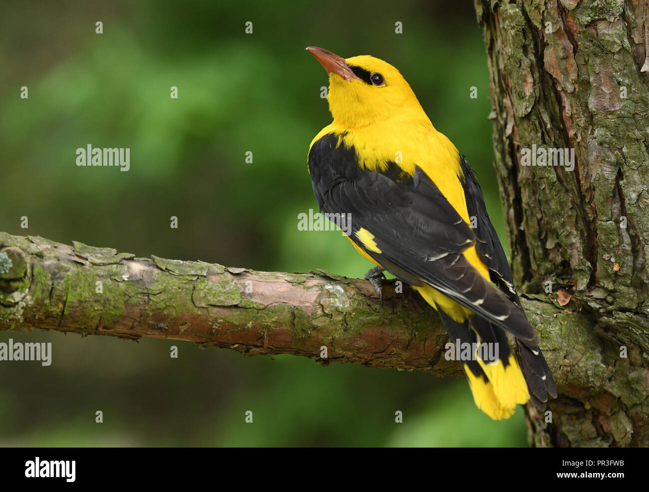 Eurasian Golden Oriole (Oriolus oriolus Stock Photo - Alamy