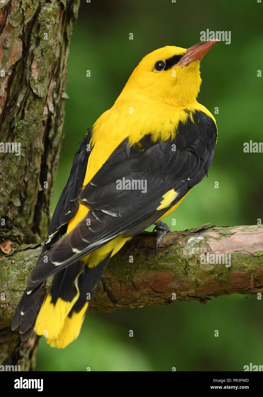 Eurasian Golden Oriole (Oriolus oriolus Stock Photo - Alamy