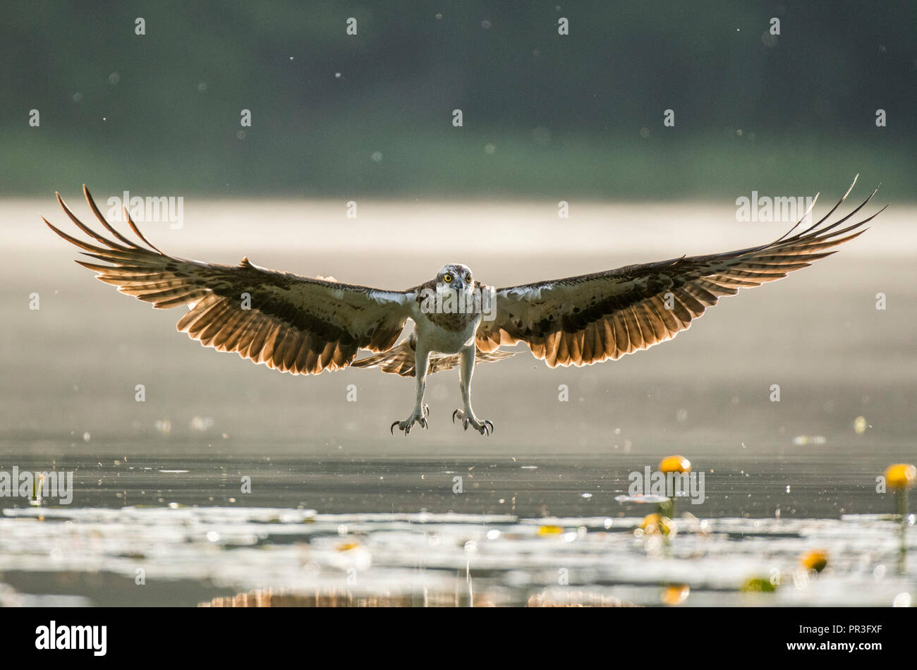 Osprey attack hi-res stock photography and images - Alamy
