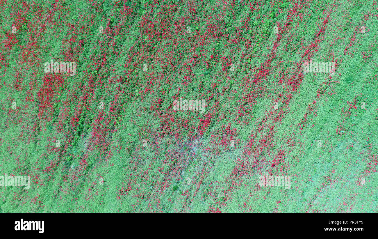 Aerial view red poppy flowers hi-res stock photography and images - Alamy