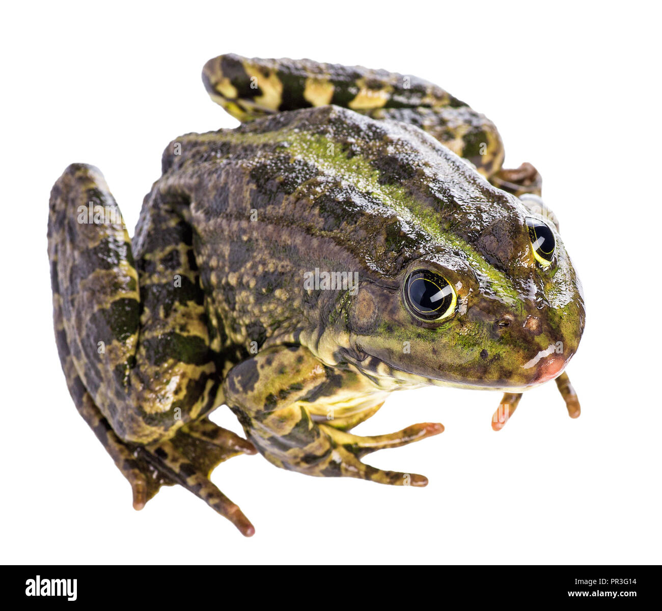 big water frog isolated on white background Stock Photo - Alamy