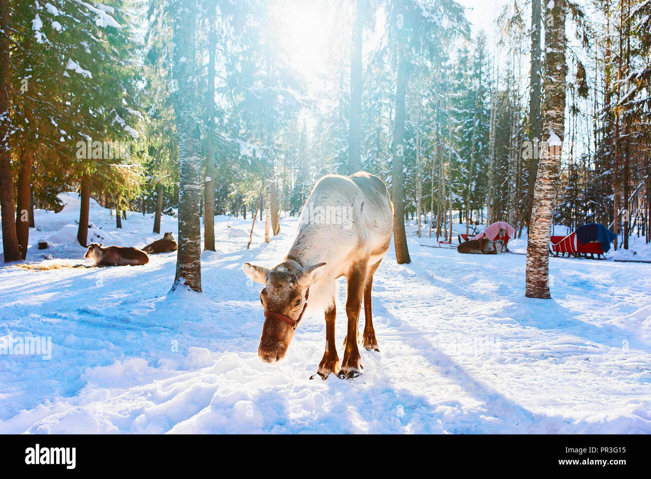 Reindeer in Snow Winter Forest at Finnish Saami Farm at Rovaniemi ...