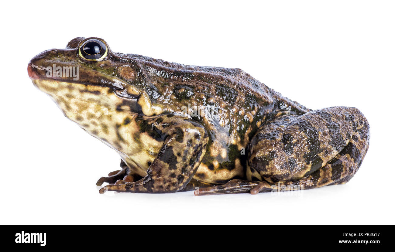 Frog side view Cut Out Stock Images & Pictures - Alamy