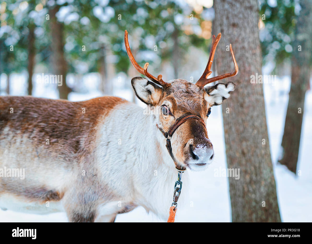 Reindeer in Snow Winter Forest at Finnish Saami Farm in Rovaniemi ...