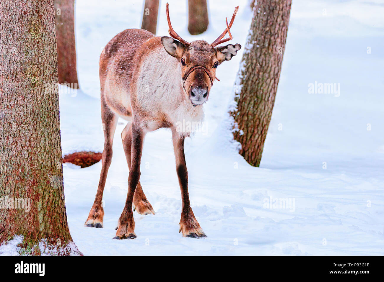 Reindeer in Winter Snow Forest at Finnish Saami Farm in Rovaniemi ...