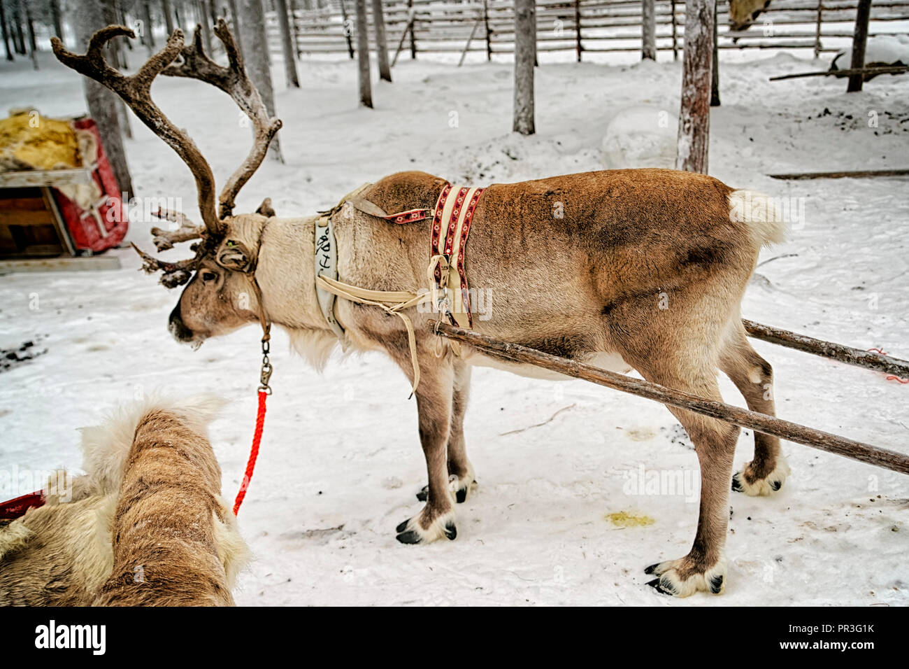 Reindeer Sledge Ride in Winter Snow Forest at Finnish Saami Farm at ...