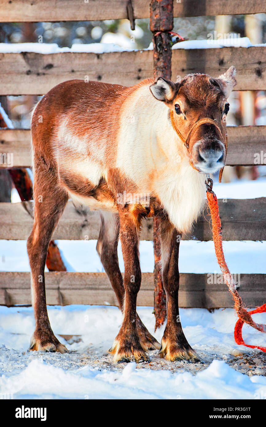 Reindeer, Winter Snow Forest at Finnish Saami Farm in Rovaniemi ...