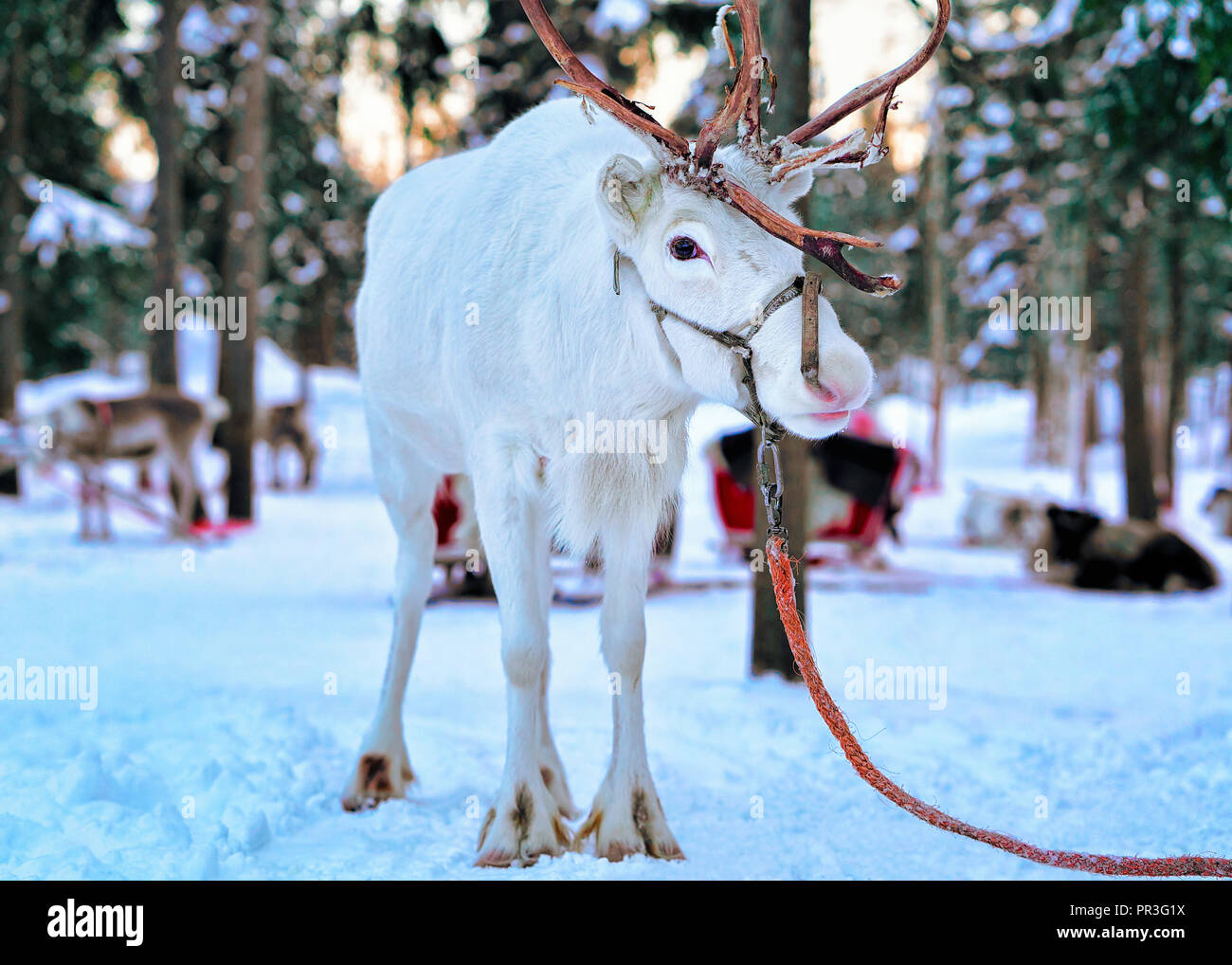 Reindeer. Winter Snow Forest at Finnish Saami Farm. Rovaniemi, Finland ...