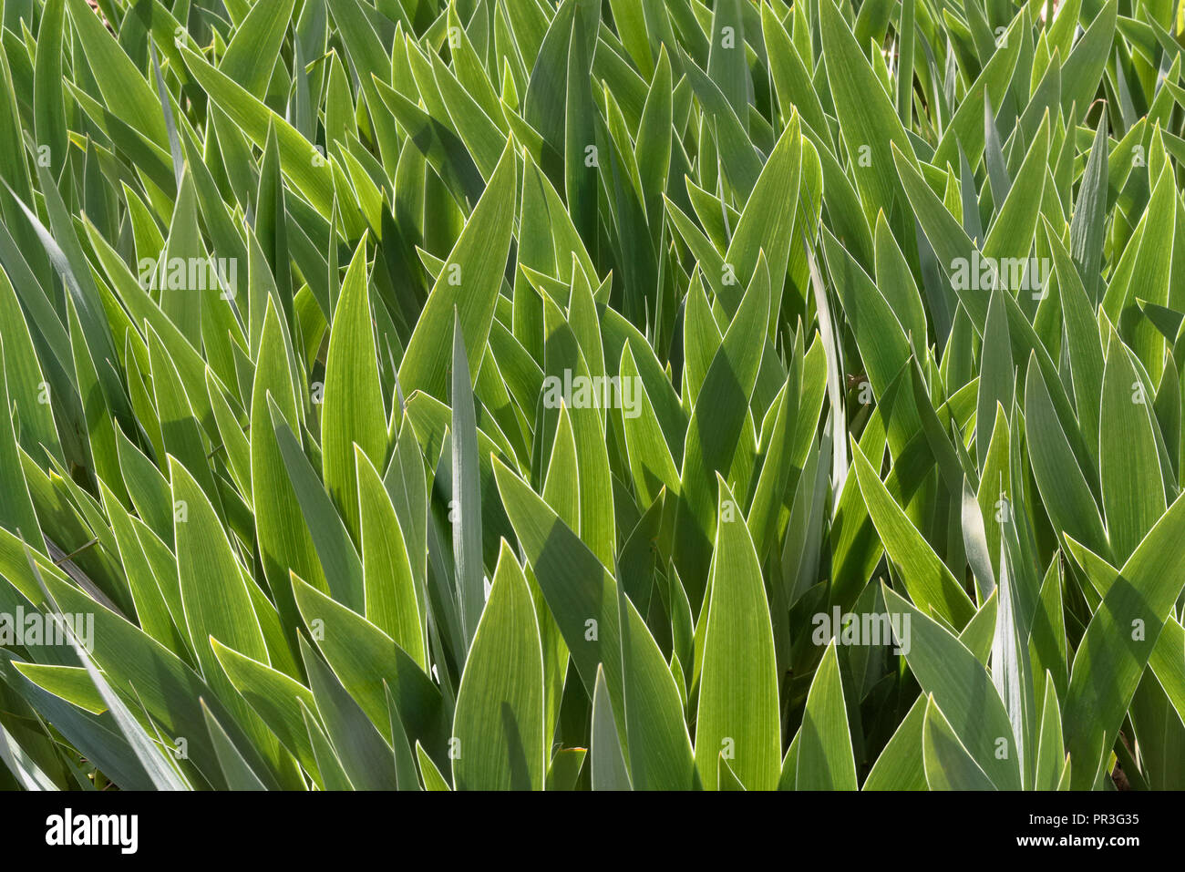 Backlit growing plants hi-res stock photography and images - Alamy