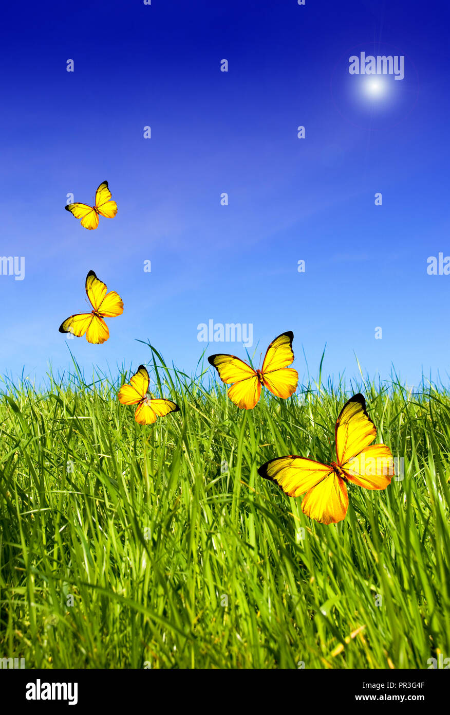 Yellow Butterfly Flying In The Sky