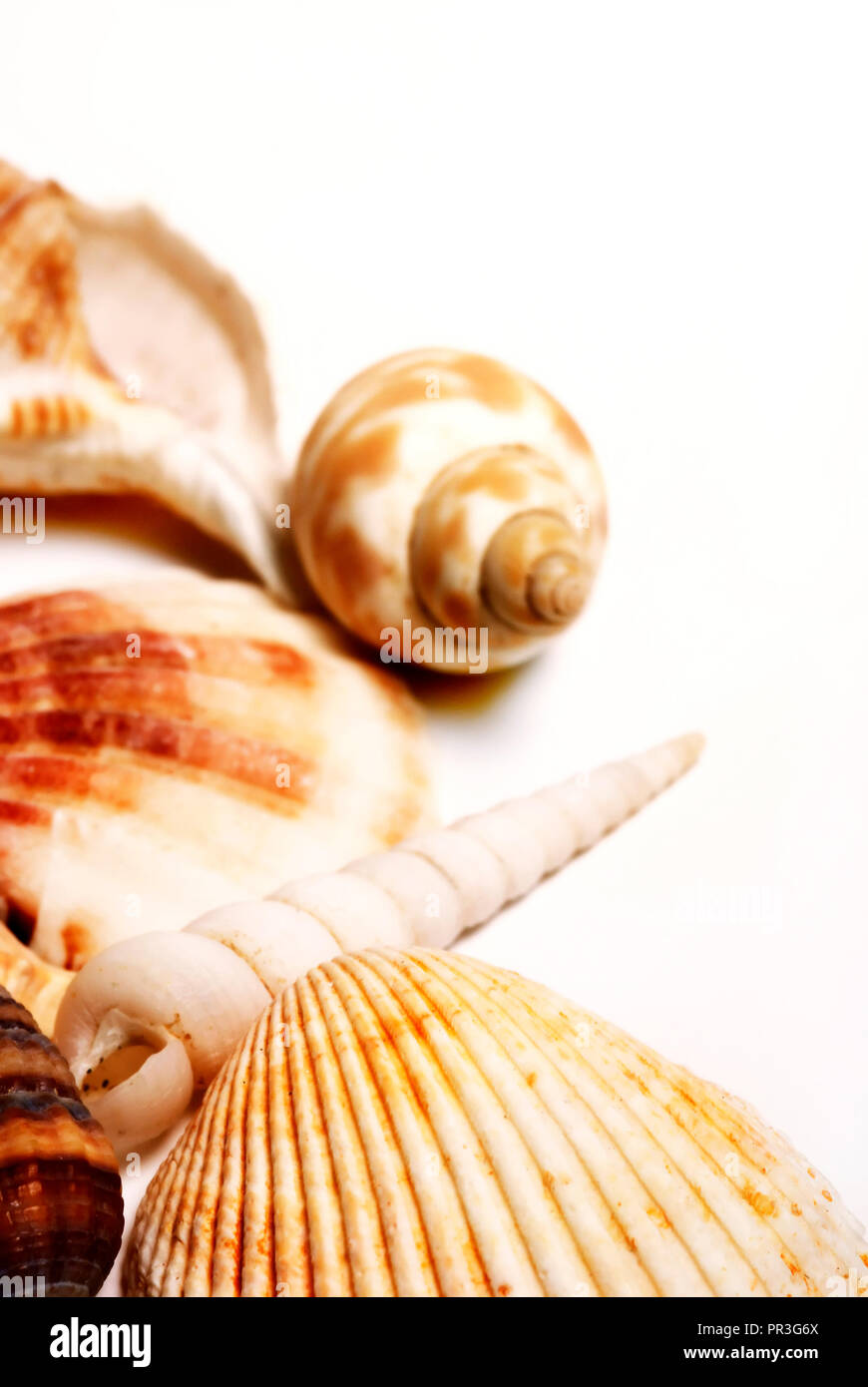 sea shells isolated Stock Photo - Alamy