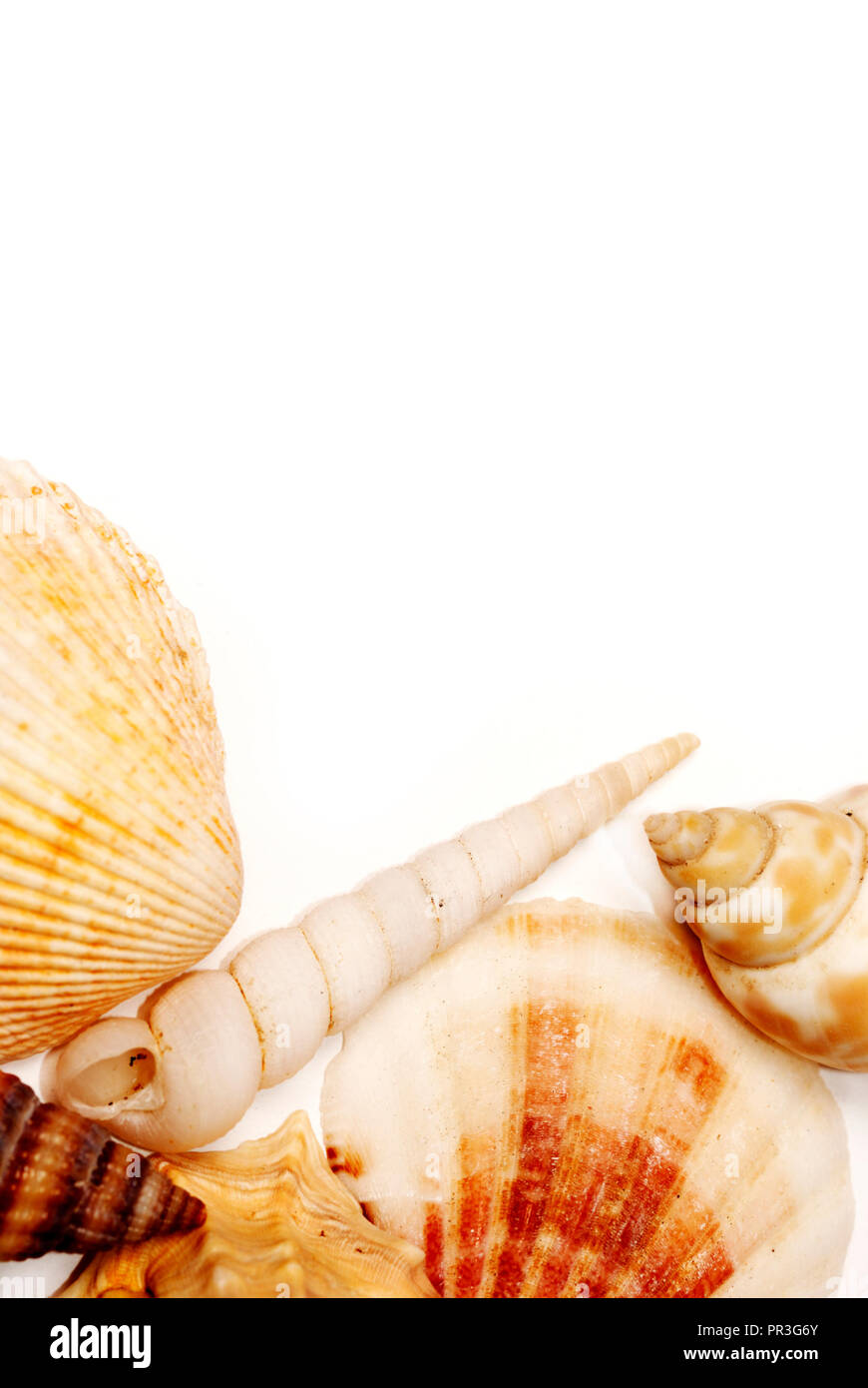 sea shells isolated Stock Photo - Alamy