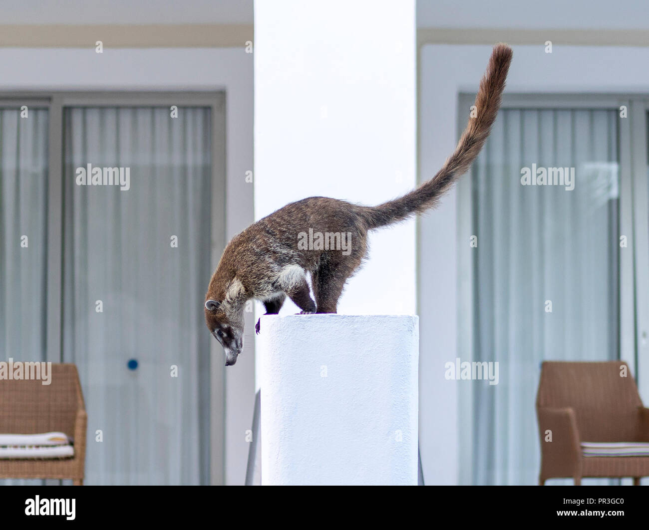 Coati mundi belize High Resolution Stock Photography and Images - Alamy