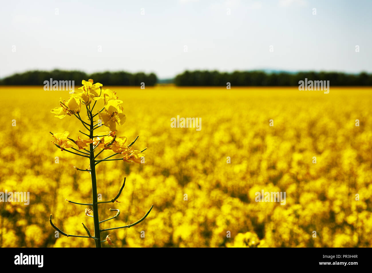 Close-up photo of rapeseed bloom with blurred field and forest ...