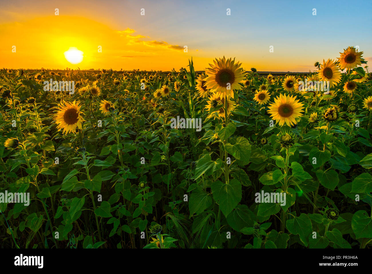 Sunset over sunflower field Stock Photo - Alamy