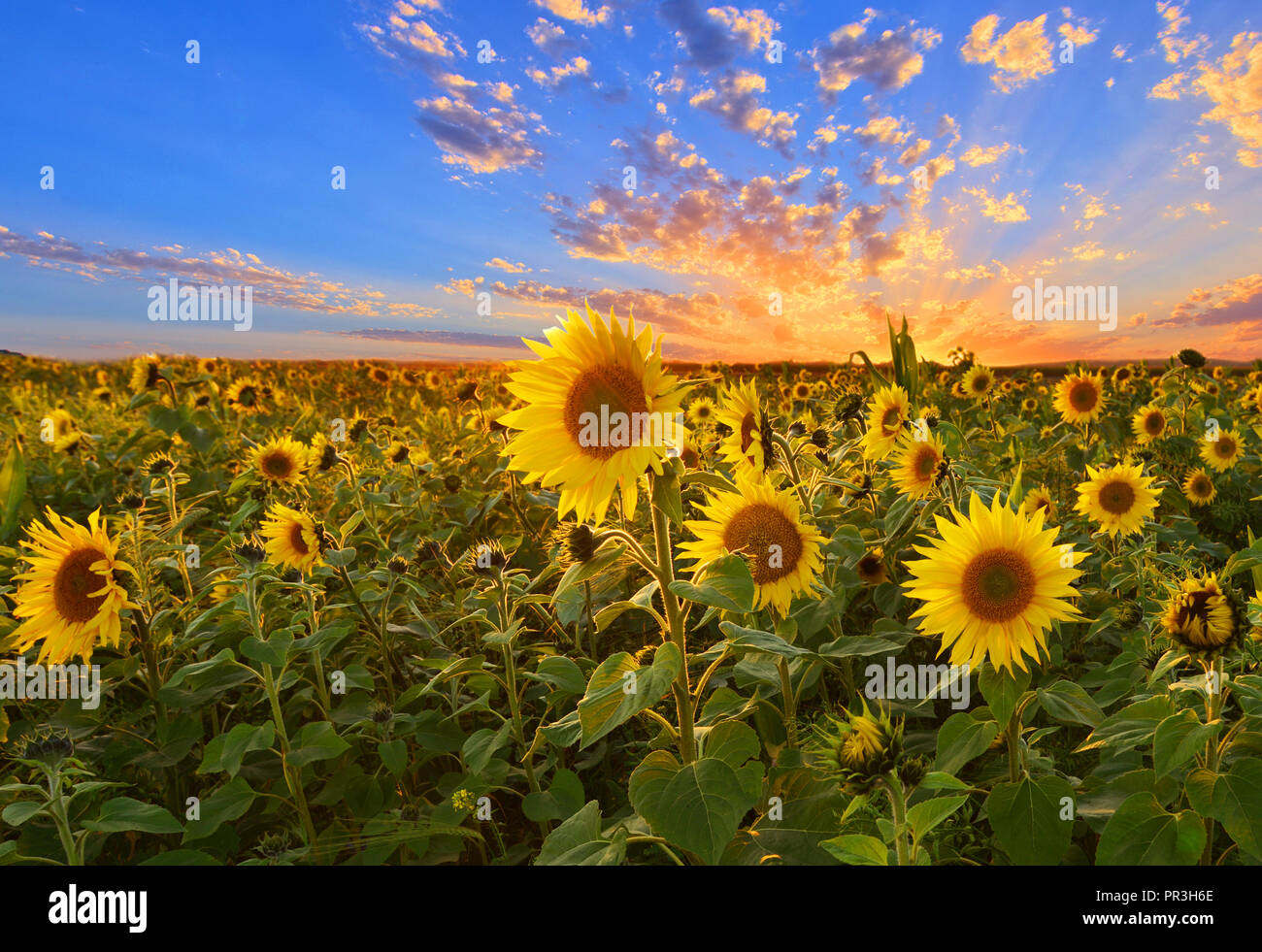 Sunset over sunflower field hi-res stock photography and images - Alamy