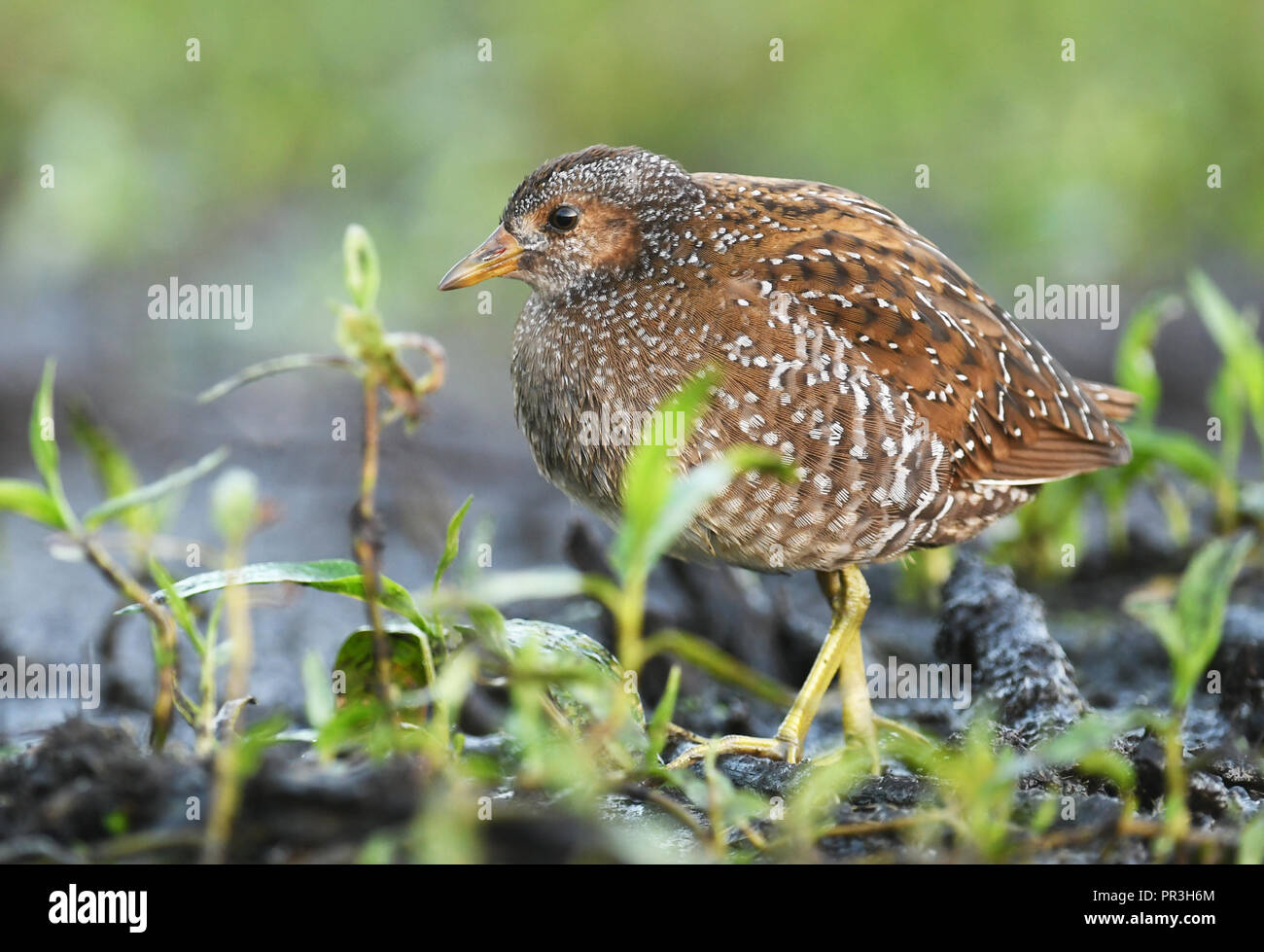 Adult spotted crake hi-res stock photography and images - Alamy