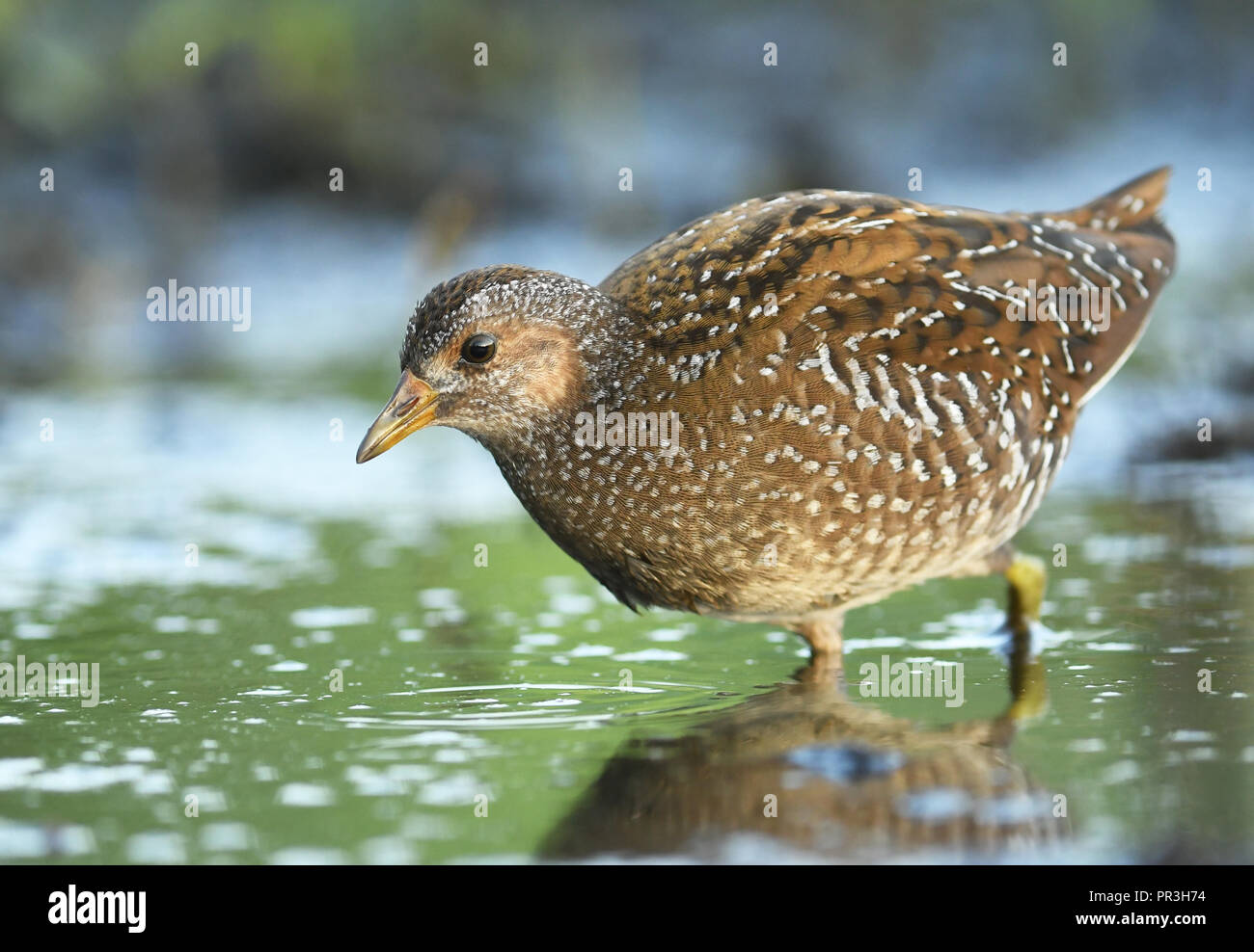 Spotted crake (Porzana porzana Stock Photo - Alamy