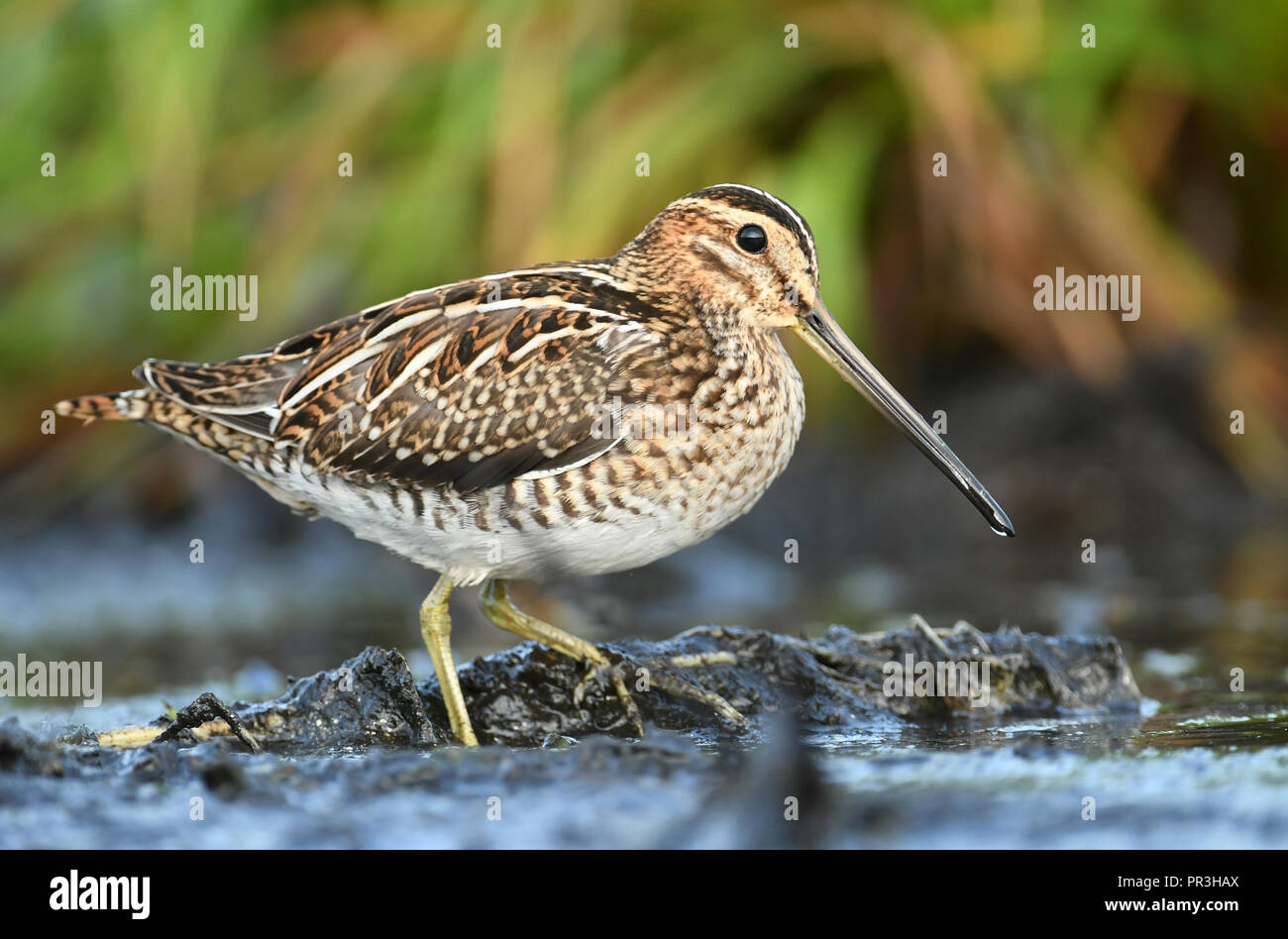 Common Snipe (Gallinago gallinago Stock Photo - Alamy