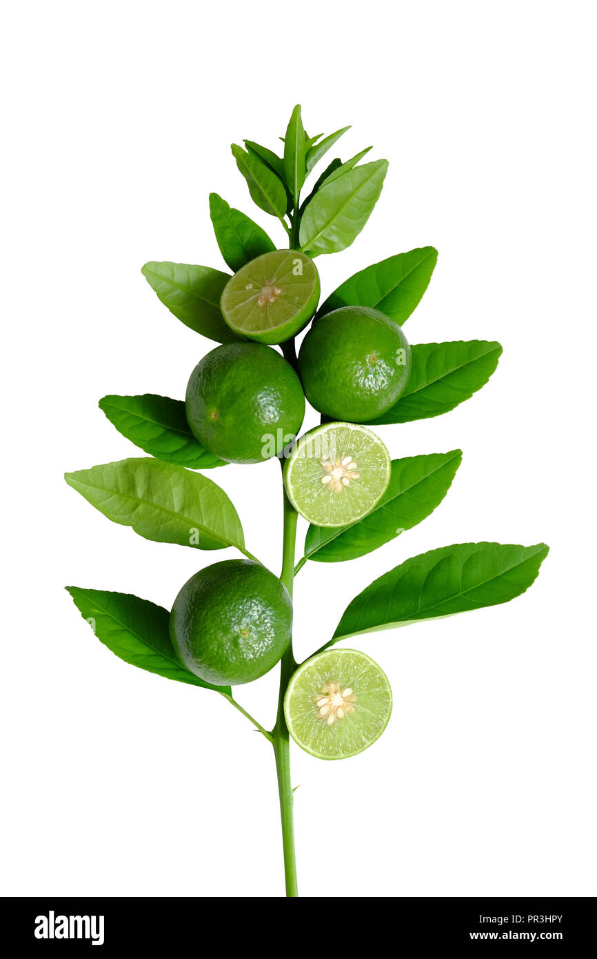 Lime and leave set on white background Stock Photo - Alamy