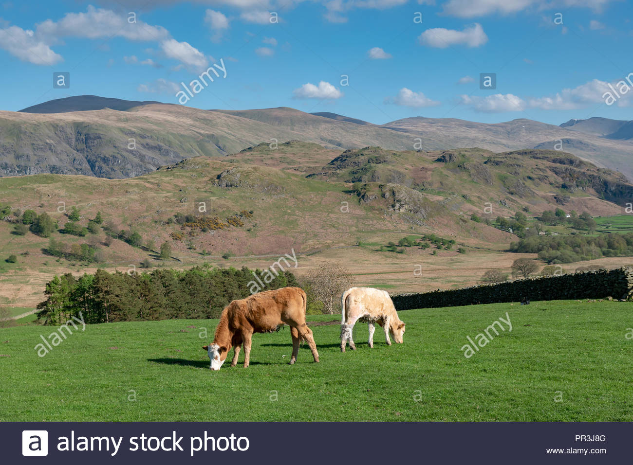 Blue Ridge Mountains Animal Stock Photos & Blue Ridge Mountains Animal ...