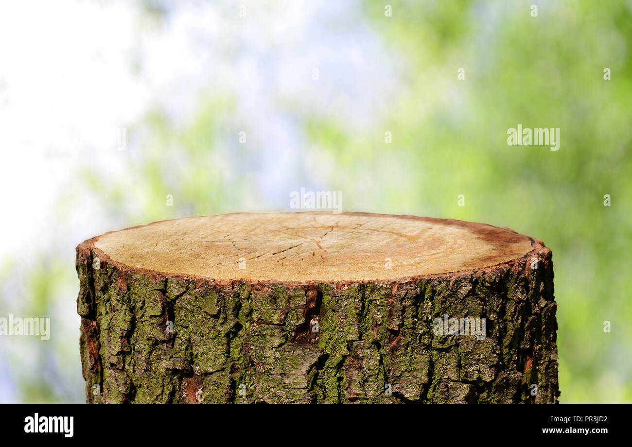 Tree trunk background Stock Photo - Alamy