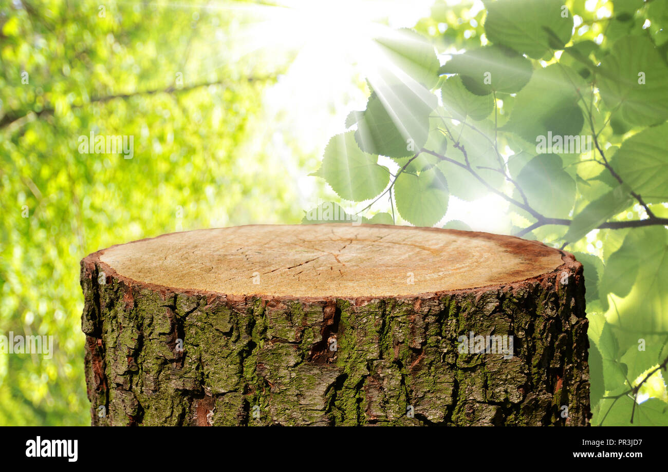Tree trunk background Stock Photo - Alamy