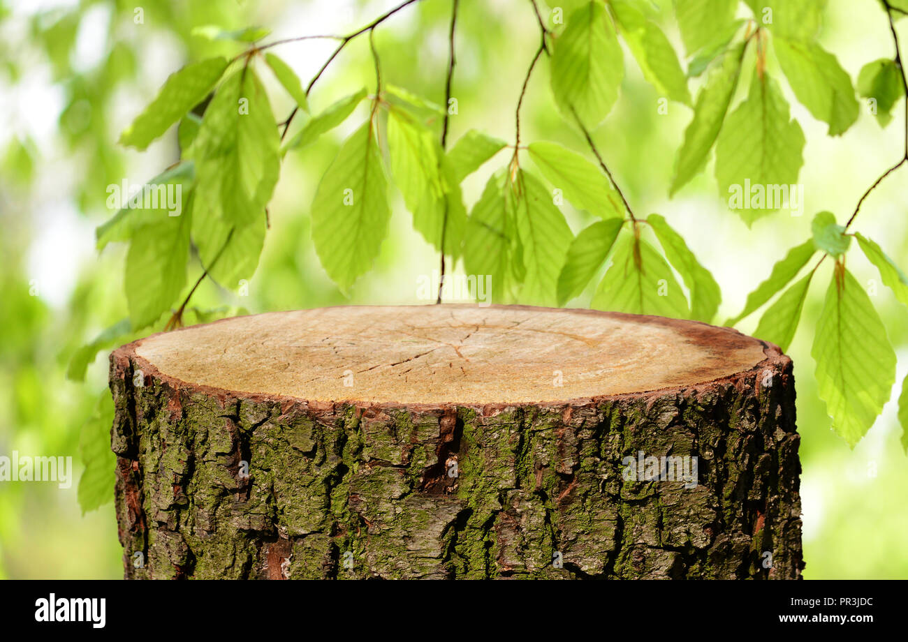 Tree trunk background Stock Photo - Alamy