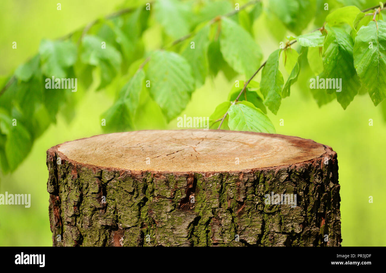 Tree trunk background Stock Photo - Alamy