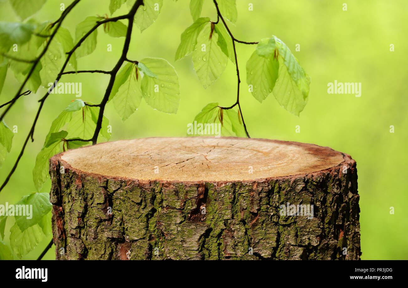 Tree trunk background Stock Photo - Alamy