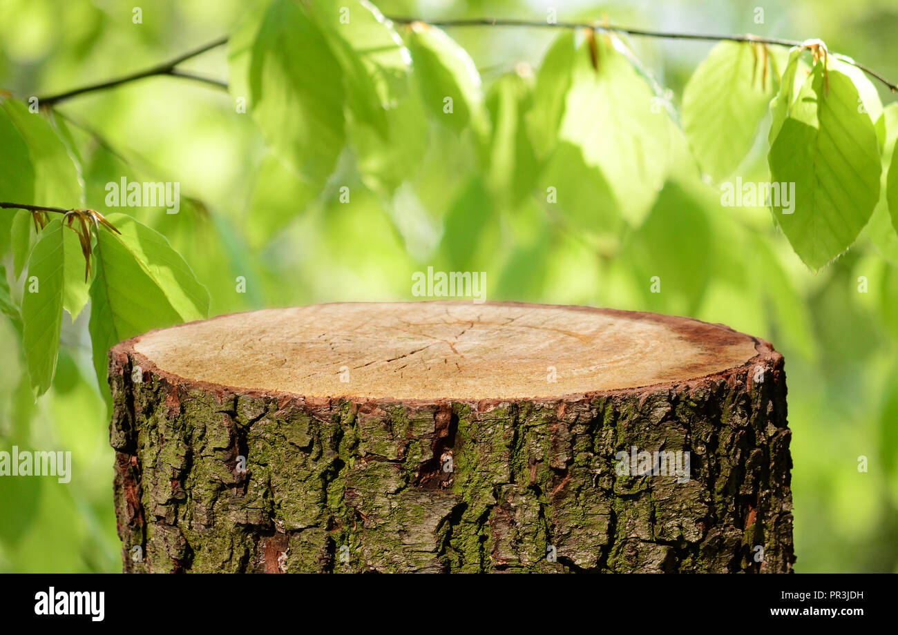 Tree trunk background Stock Photo - Alamy