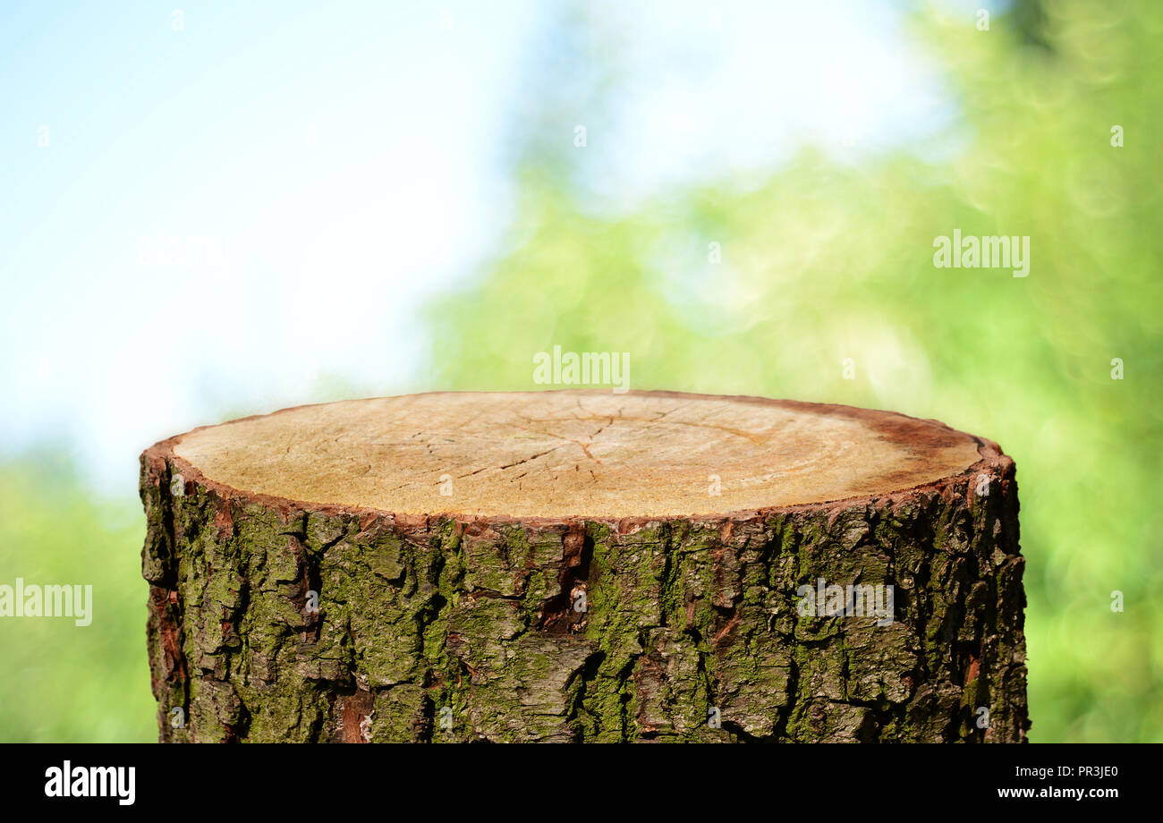 Tree trunk background Stock Photo - Alamy