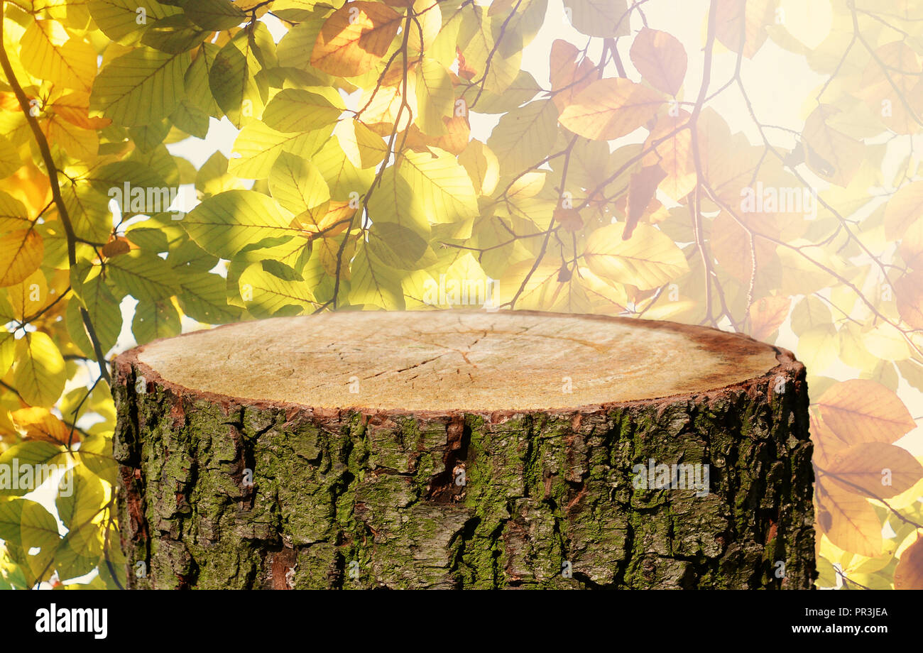 Tree trunk background Stock Photo - Alamy