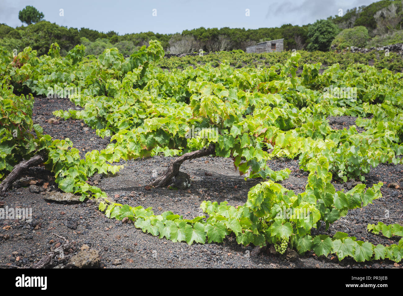 Traditional vineyard landscape of Pico Island, Azores, Portugal Stock ...