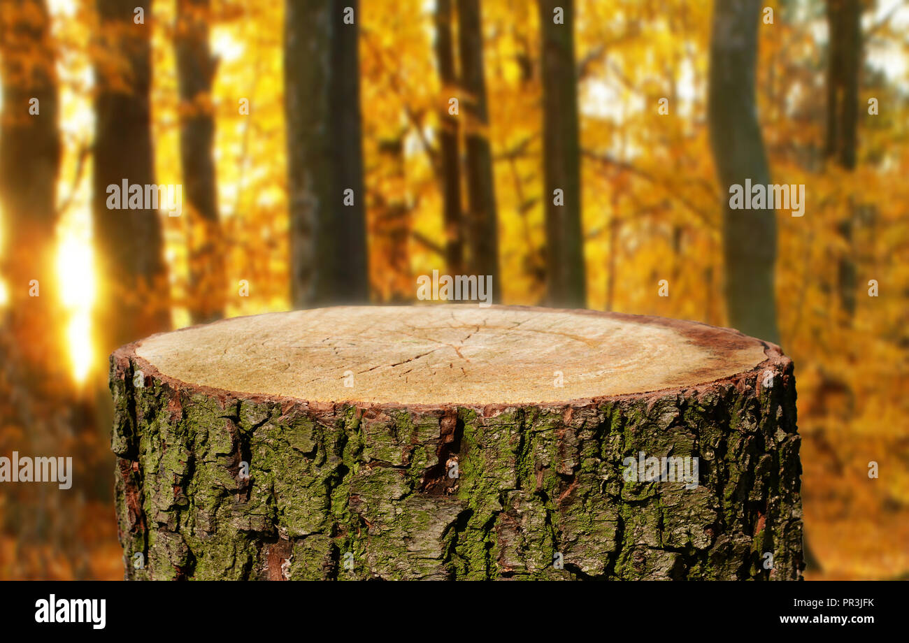 Tree trunk background Stock Photo - Alamy